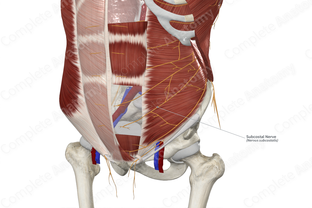 Subcostal Nerve | Complete Anatomy
