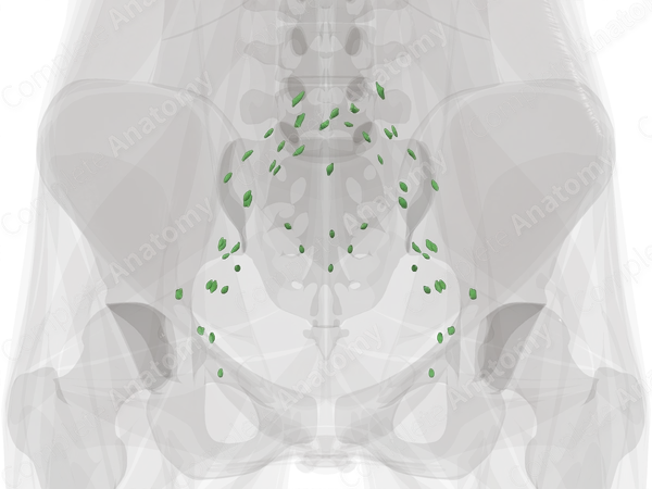 Parietal Pelvic Lymph Nodes | Complete Anatomy