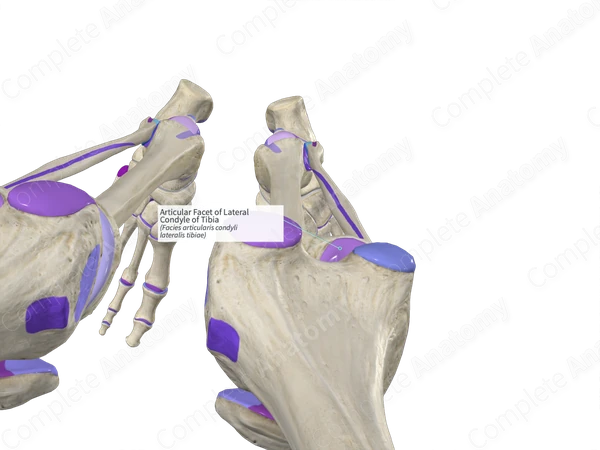 Articular Facet of Lateral Condyle of Tibia | Complete Anatomy