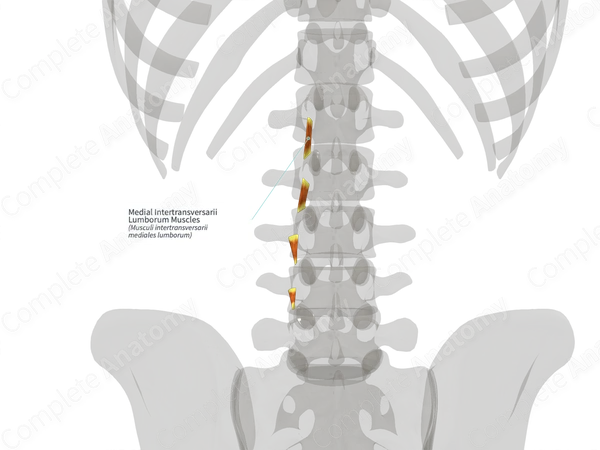 Medial Intertransversarii Lumborum Muscles (Right) | Complete Anatomy