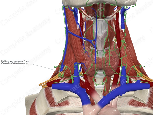 Right Jugular Lymphatic Trunk | Complete Anatomy