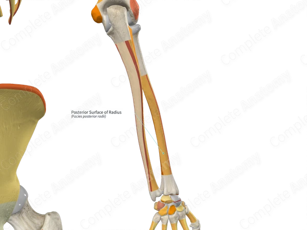 Posterior Surface of Radius | Complete Anatomy