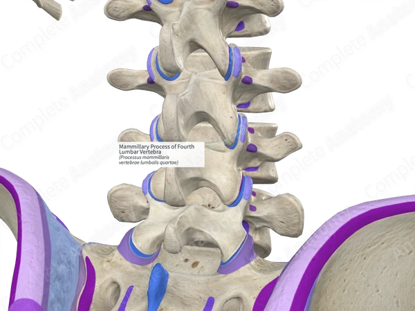 Mammillary Process of Fourth Lumbar Vertebra (Left) | Complete Anatomy