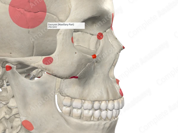 Dacryon (Maxillary Part) | Complete Anatomy