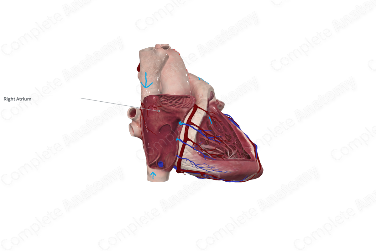 Right Atrium | Complete Anatomy