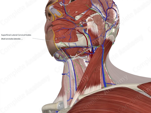 Superficial Lateral Cervical Nodes | Complete Anatomy