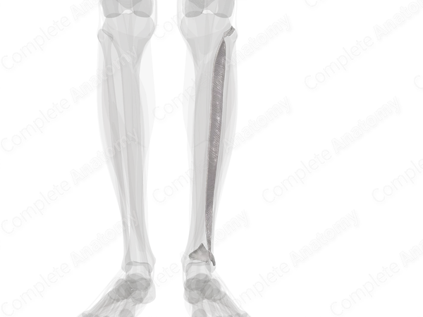 Tibiofibular Joints (Left) | Complete Anatomy