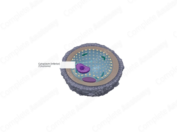 Cytoplasm (Inferior) | Complete Anatomy