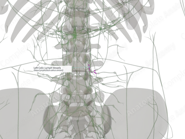 Left Colic Lymph Vessels | Complete Anatomy