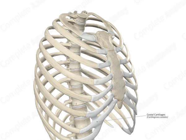 Costal Cartilages | Complete Anatomy