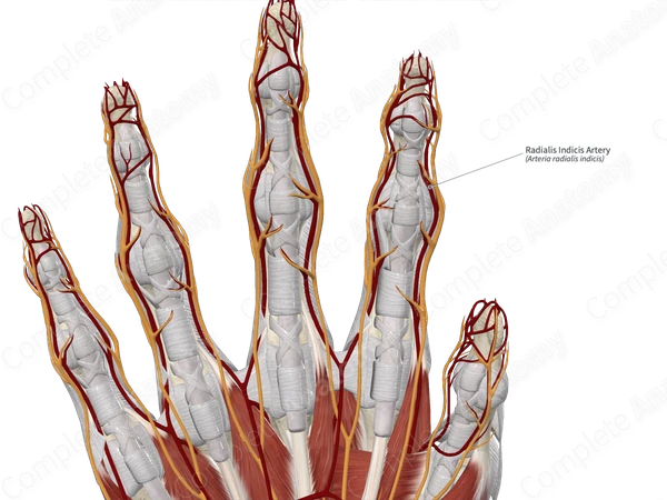 Radialis Indicis Artery | Complete Anatomy