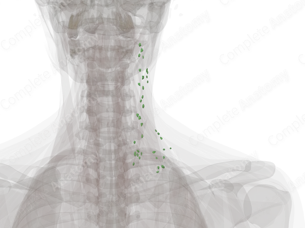 Deep Lateral Cervical Nodes (Left) | Complete Anatomy