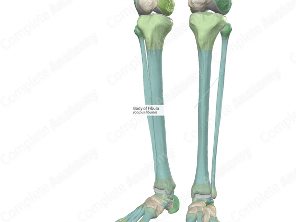 Body of Fibula | Complete Anatomy