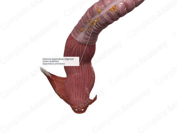 Omental Appendices (Sigmoid Colon; Anterior) | Complete Anatomy