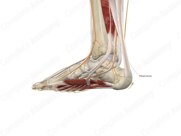 Tibial Nerve | Complete Anatomy