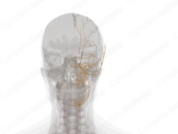 Trigeminal Nerve (Left) | Complete Anatomy