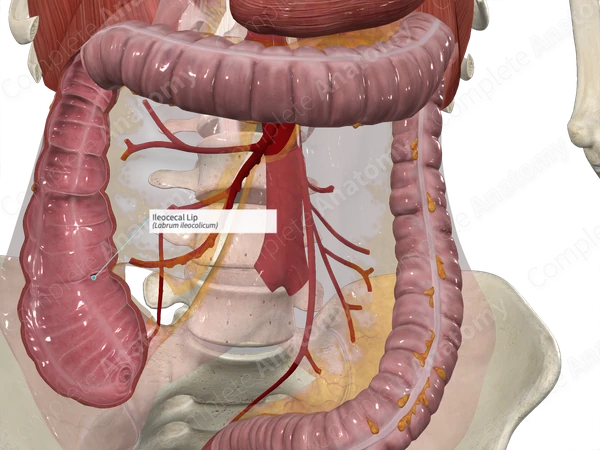 Ileocecal Lip | Complete Anatomy