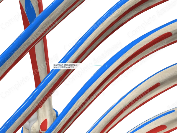 Insertion of Innermost Intercostal Muscles | Complete Anatomy