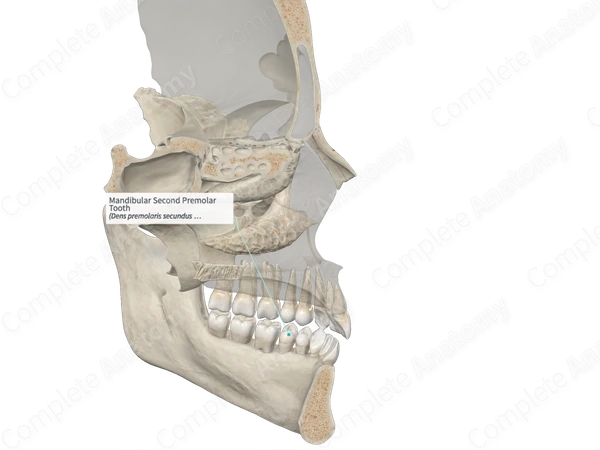 Mandibular Second Premolar Tooth | Complete Anatomy