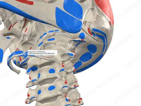 Insertion of Anterior Intertransversarii Colli Muscles | Complete Anatomy