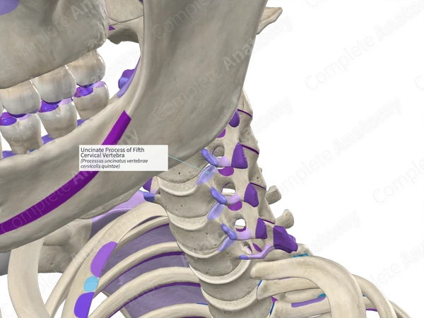 Uncinate Process of Fifth Cervical Vertebra (Left) | Complete Anatomy