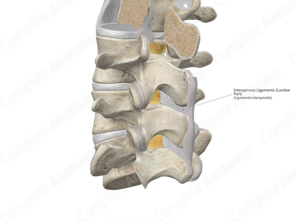 Interspinous Ligaments (Lumbar Part) | Complete Anatomy