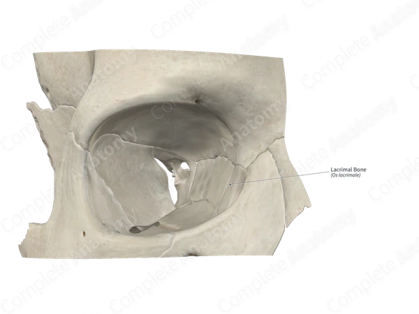 Lacrimal Bone | Complete Anatomy