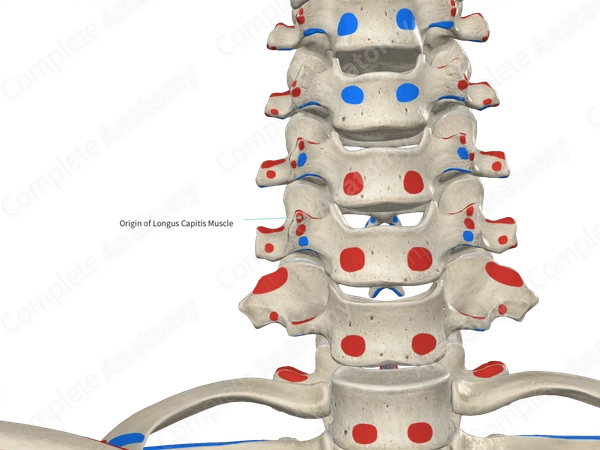 Origin of Longus Capitis Muscle | Complete Anatomy