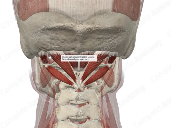 Obliquus Superior Capitis Muscle | Complete Anatomy
