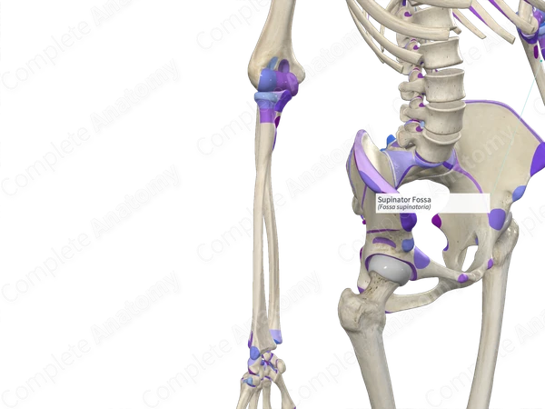 Supinator Fossa | Complete Anatomy
