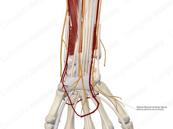 Ulnar Nerve Branches Proper Palmar Digital Nerves Of Ulnar Nerve