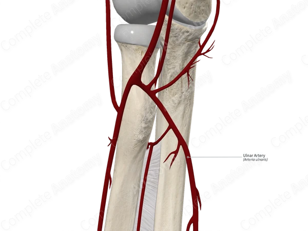 Ulnar Artery Branches Definition Clinical Notes Kenhub