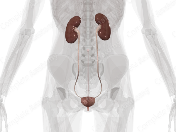 Urinary System | Complete Anatomy