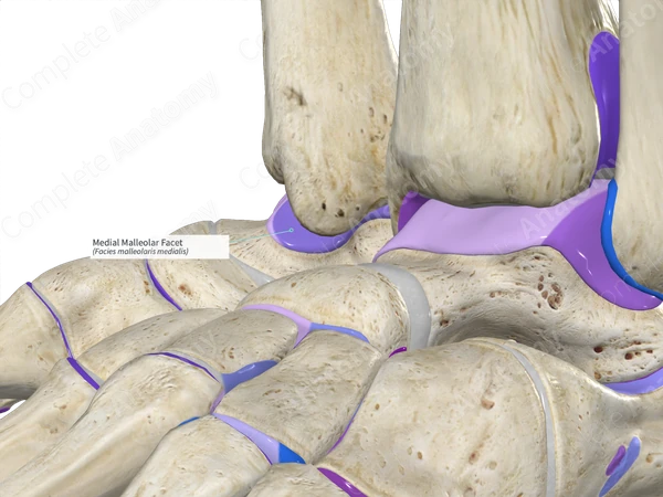Medial Malleolar Facet | Complete Anatomy