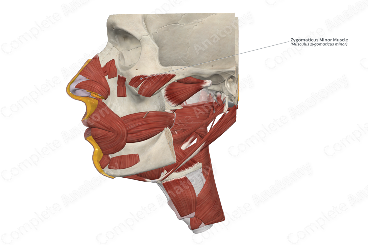 Zygomaticus Minor Muscle Complete Anatomy