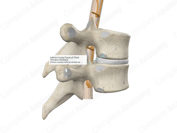 Inferior Costal Facet of Third Thoracic Vertebra | Complete Anatomy