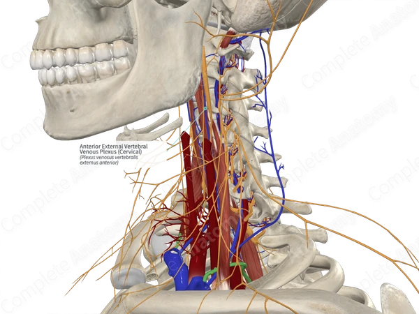 Anterior External Vertebral Venous Plexus (Cervical) | Complete Anatomy