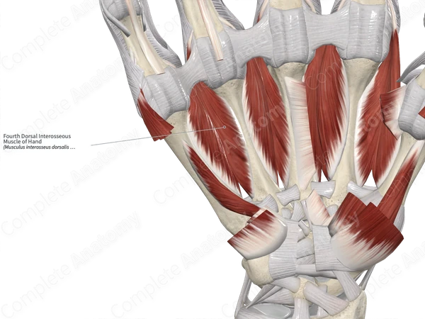 Fourth Dorsal Interosseous Muscle of Hand | Complete Anatomy