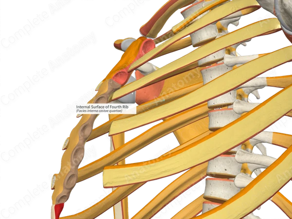 Internal Surface of Fourth Rib | Complete Anatomy