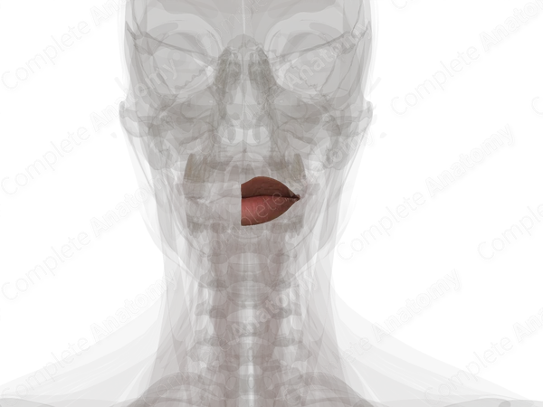Lips (Left) | Complete Anatomy
