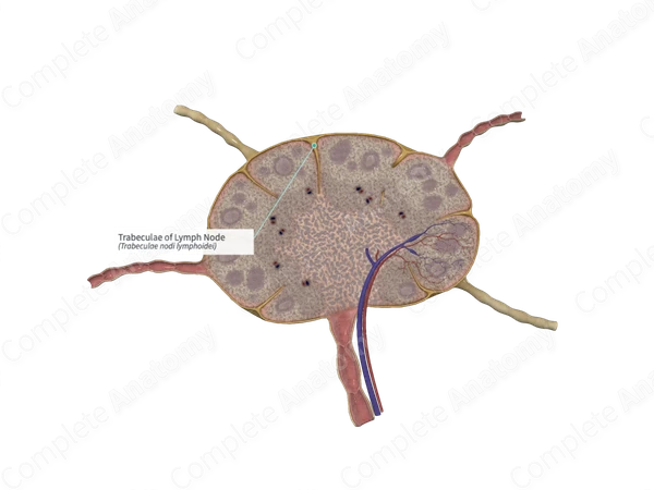 Trabeculae of Lymph Node | Complete Anatomy