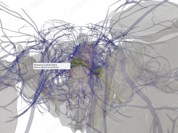Posterior Labial Veins (Left) | Complete Anatomy
