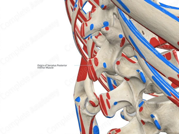 Origin of Serratus Posterior Inferior Muscle | Complete Anatomy
