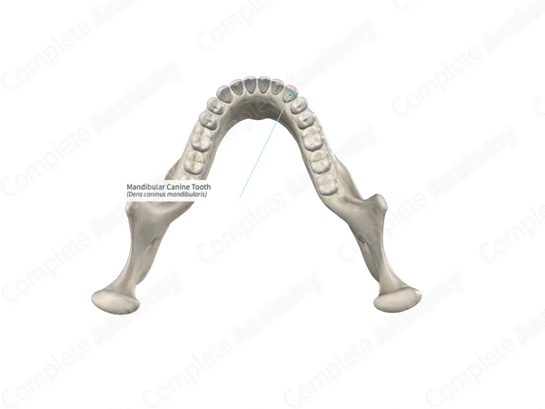 Mandibular Canine Tooth | Complete Anatomy