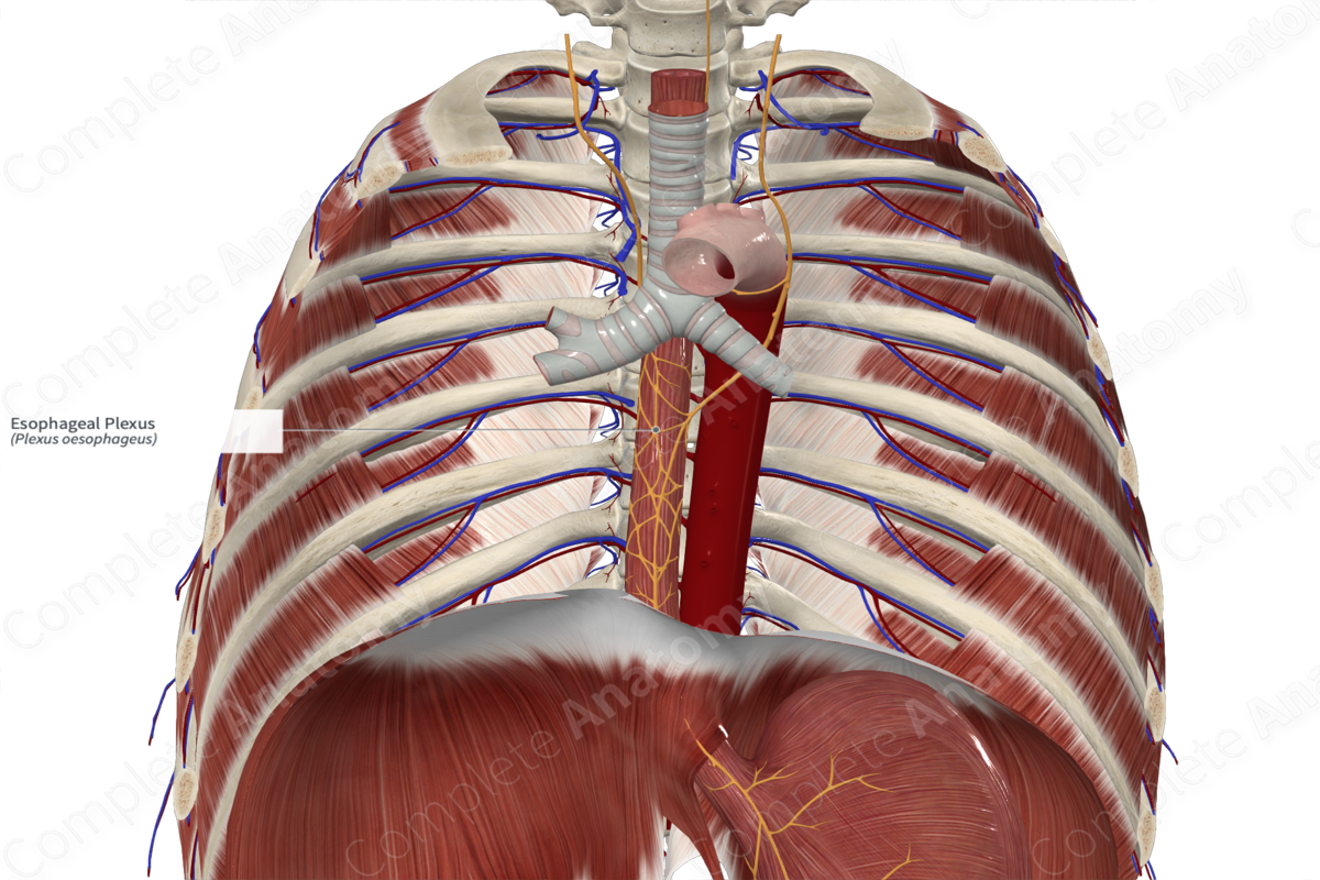 Esophageal Plexus | Complete Anatomy