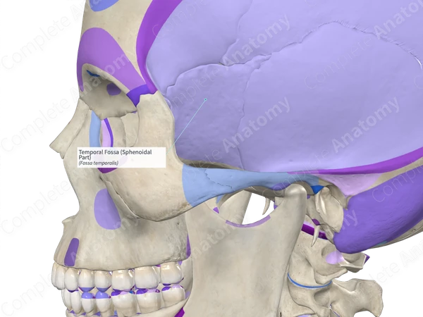 Temporal Fossa (Sphenoidal Part) | Complete Anatomy