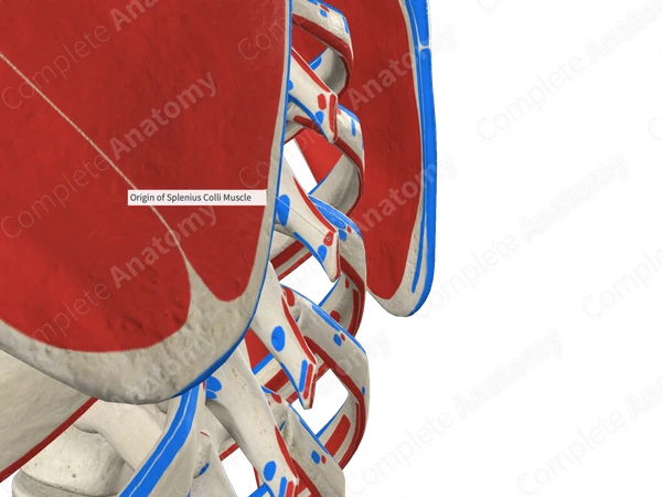 Origin of Splenius Colli Muscle | Complete Anatomy