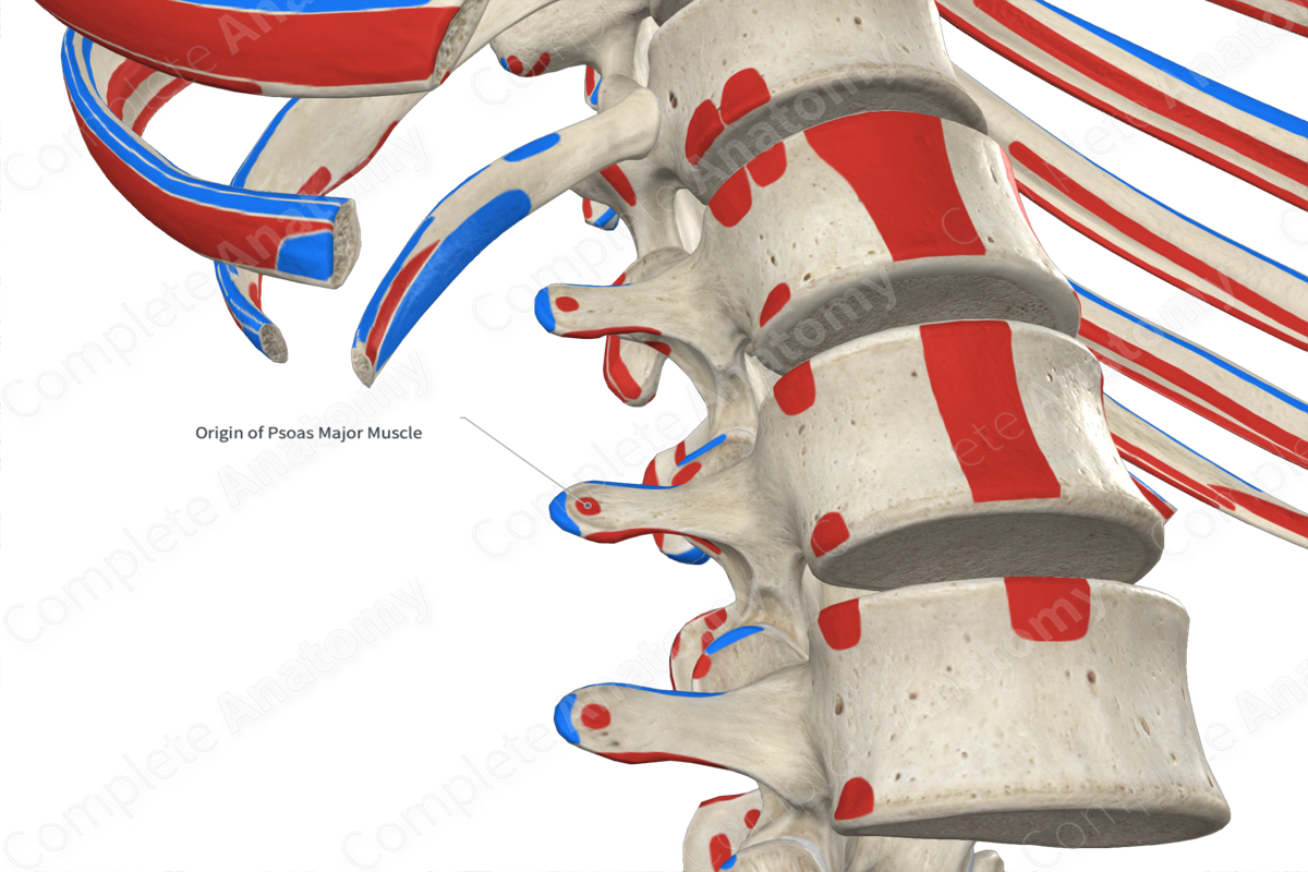 Origin Of Psoas Major Muscle Complete Anatomy