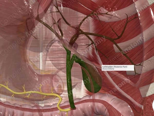 Gallbladder (Posterior Part) | Complete Anatomy