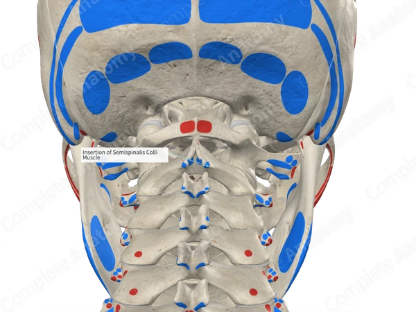 Insertion of Semispinalis Colli Muscle | Complete Anatomy